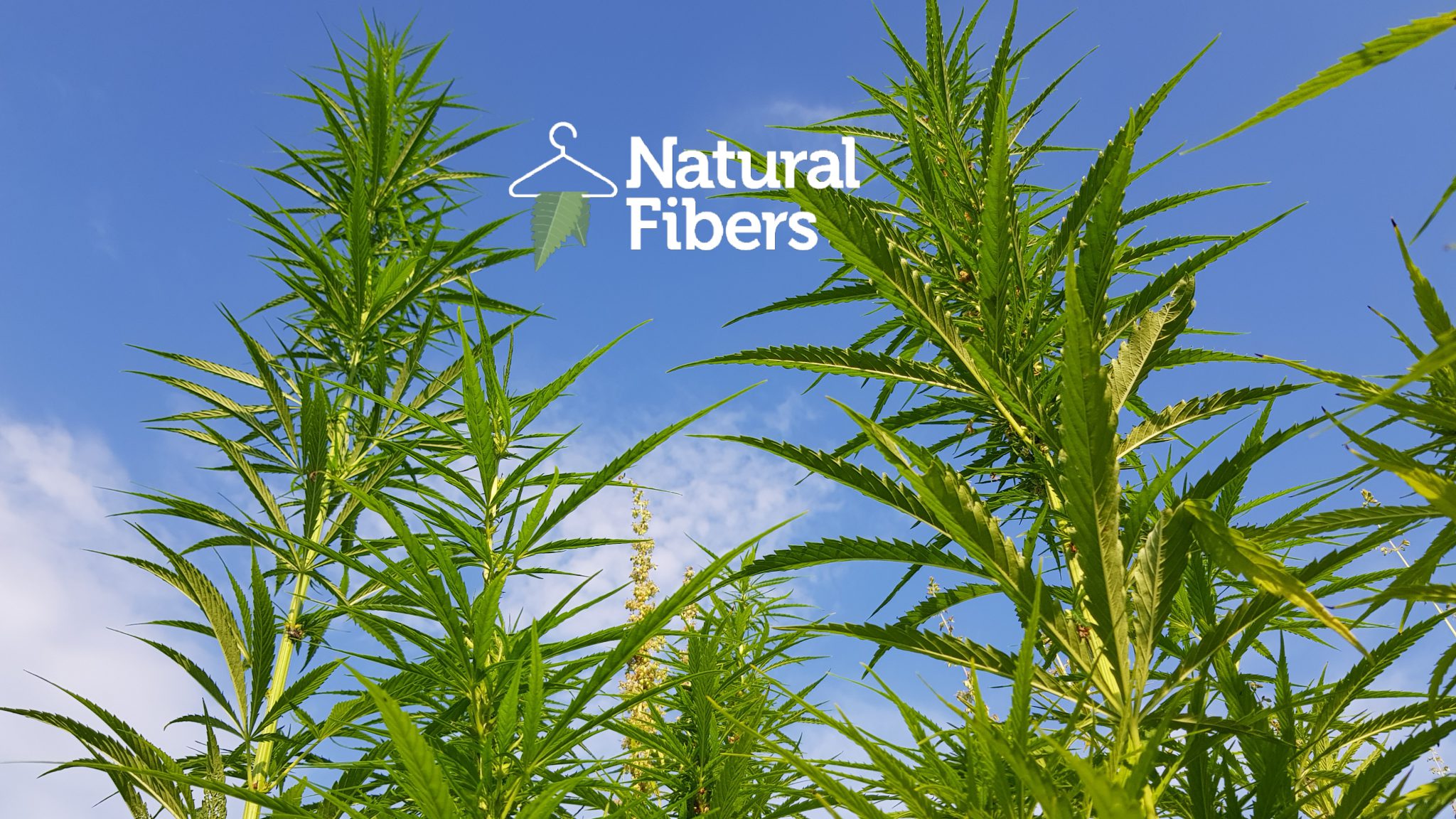 Kiedy przeprowadzać zbiór lnu i konopi na włókno. Konopne i lniane żniwa.